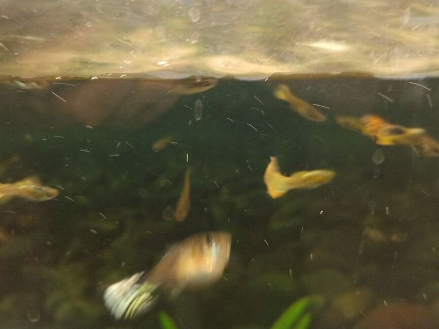 Аквариумные рыбки гуппии