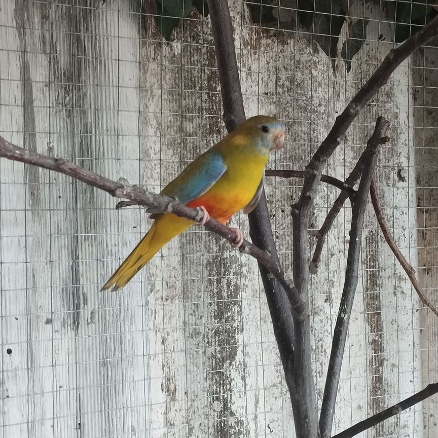 Глянцевый попугай