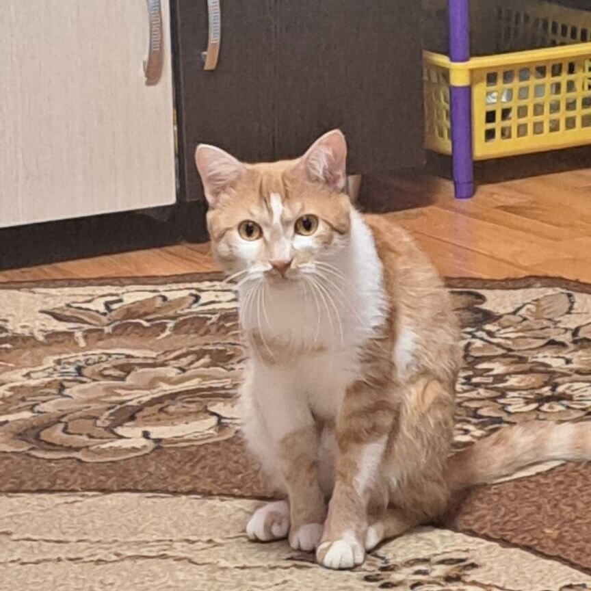 В добрые руки