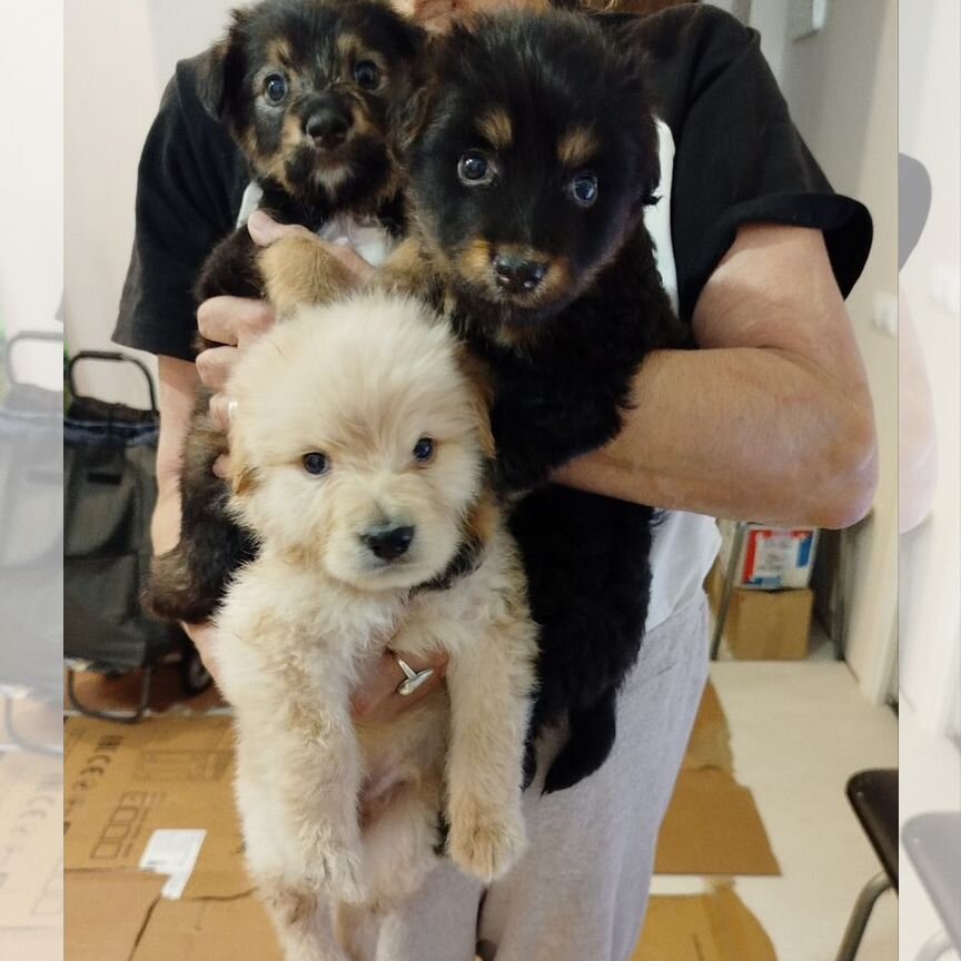 Щенок в добрые руки