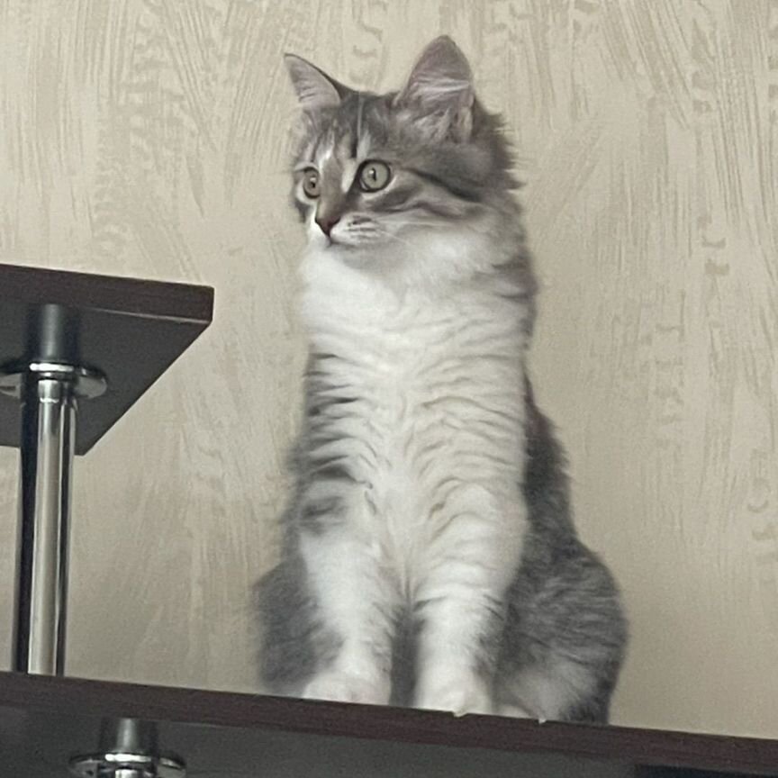 Идеальный котенок в добрые руки