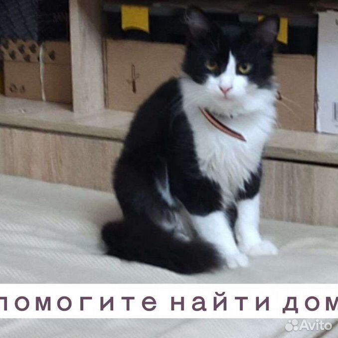 Очень добрый котик не хочет оставаться на улице