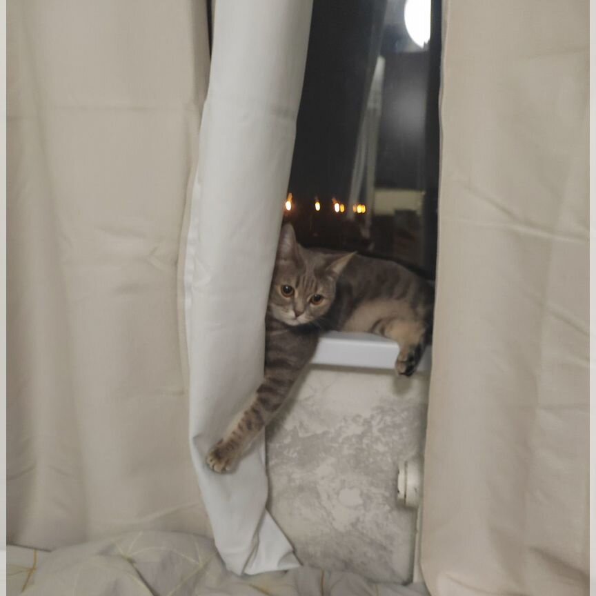 Взрослая кошка в добрые руки