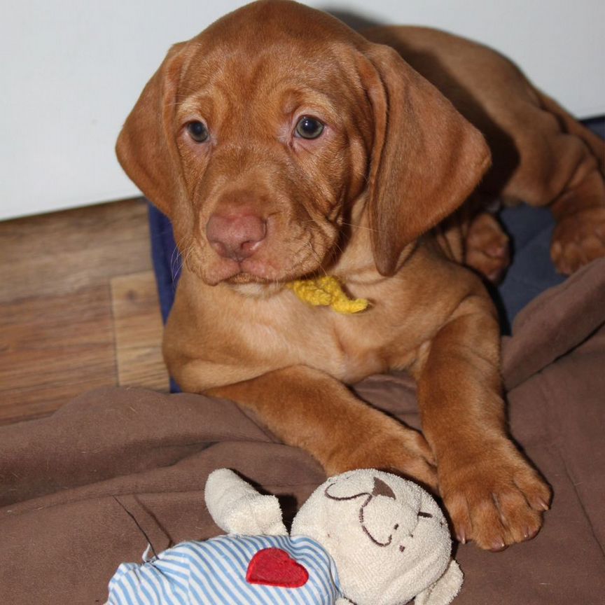 Сука венгерской выжлы