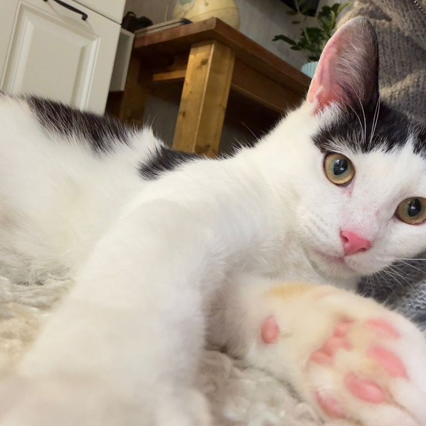 Котика ждёт жизнь в клетке