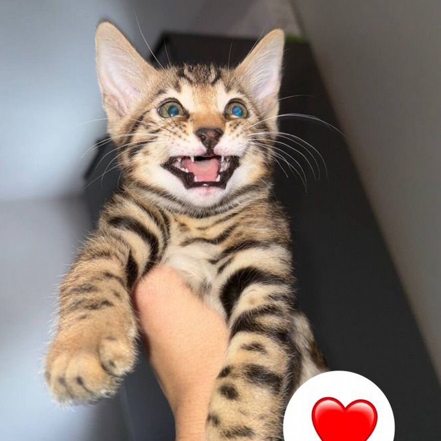 Бенгальская кошка