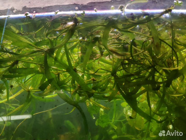 Прополка за шоколадку