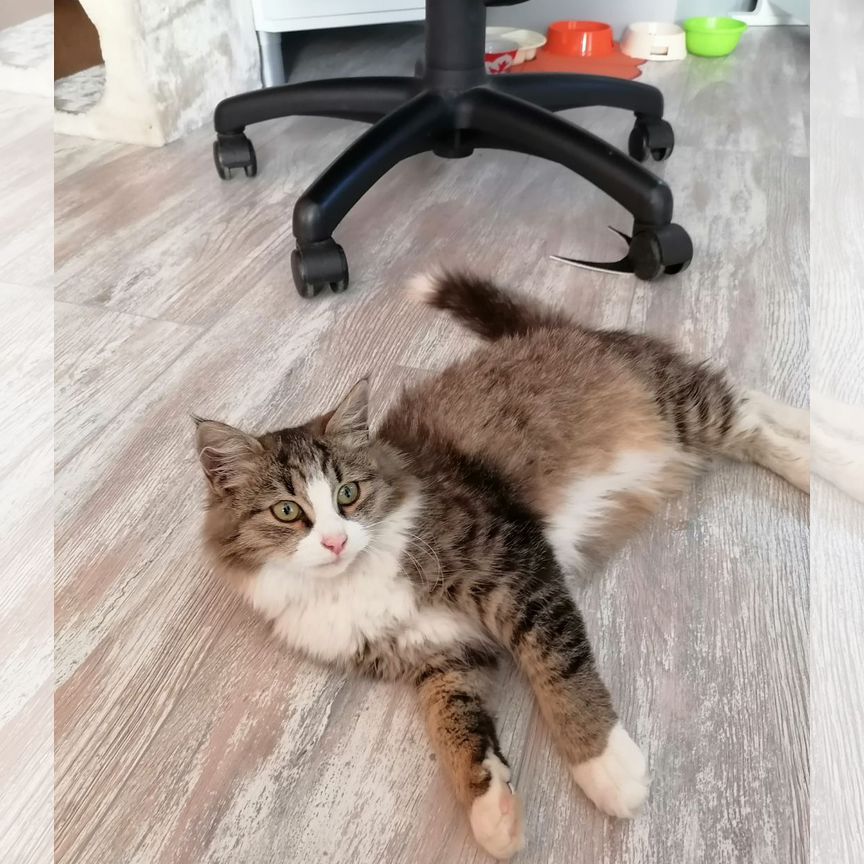 Кошки