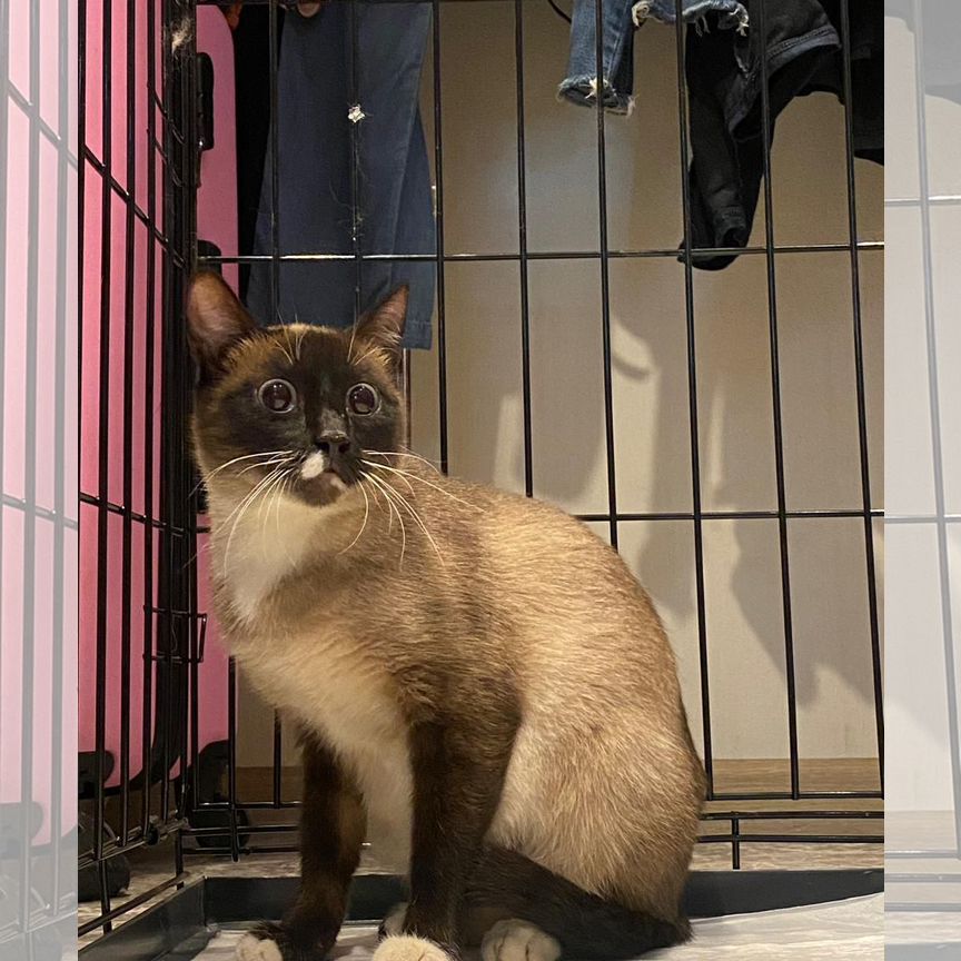 Тайский котёнок