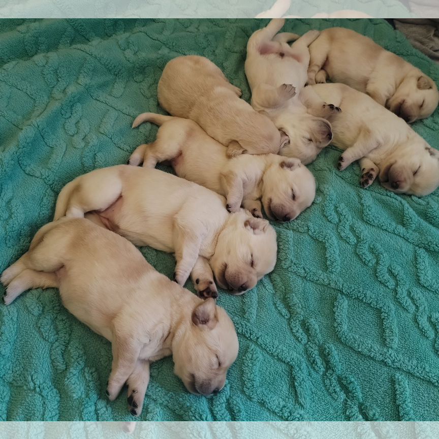 Лабрадор-ретривер, щенок