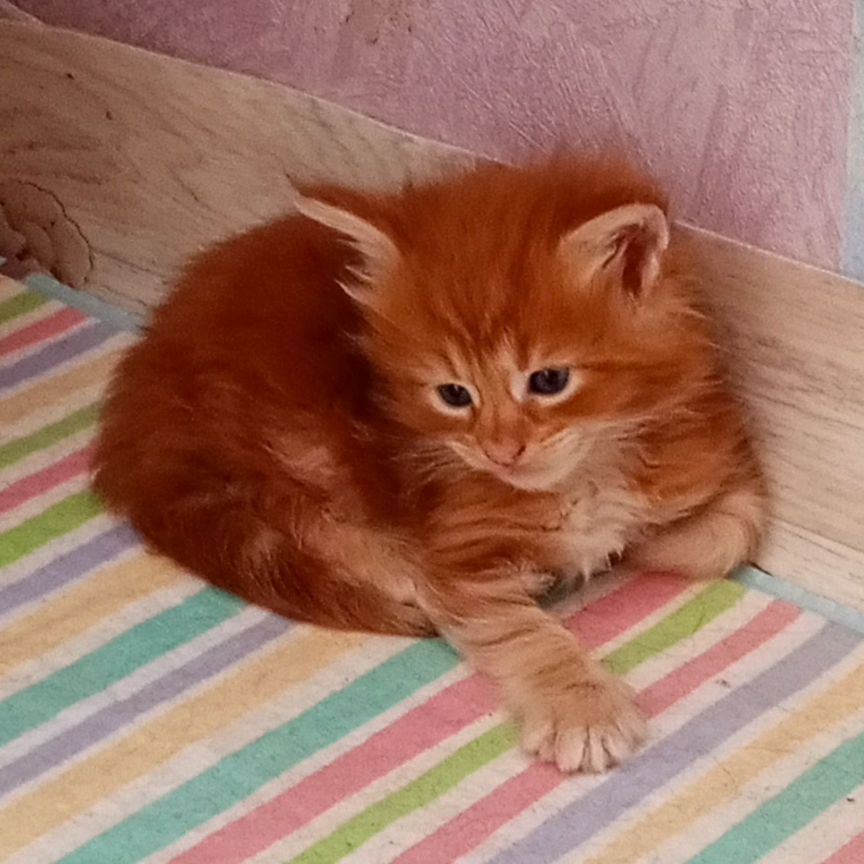 Мейн кунчики котятки