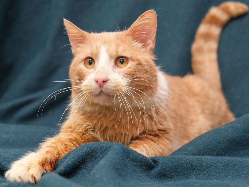 Рыжее солнышко, которое все бросили