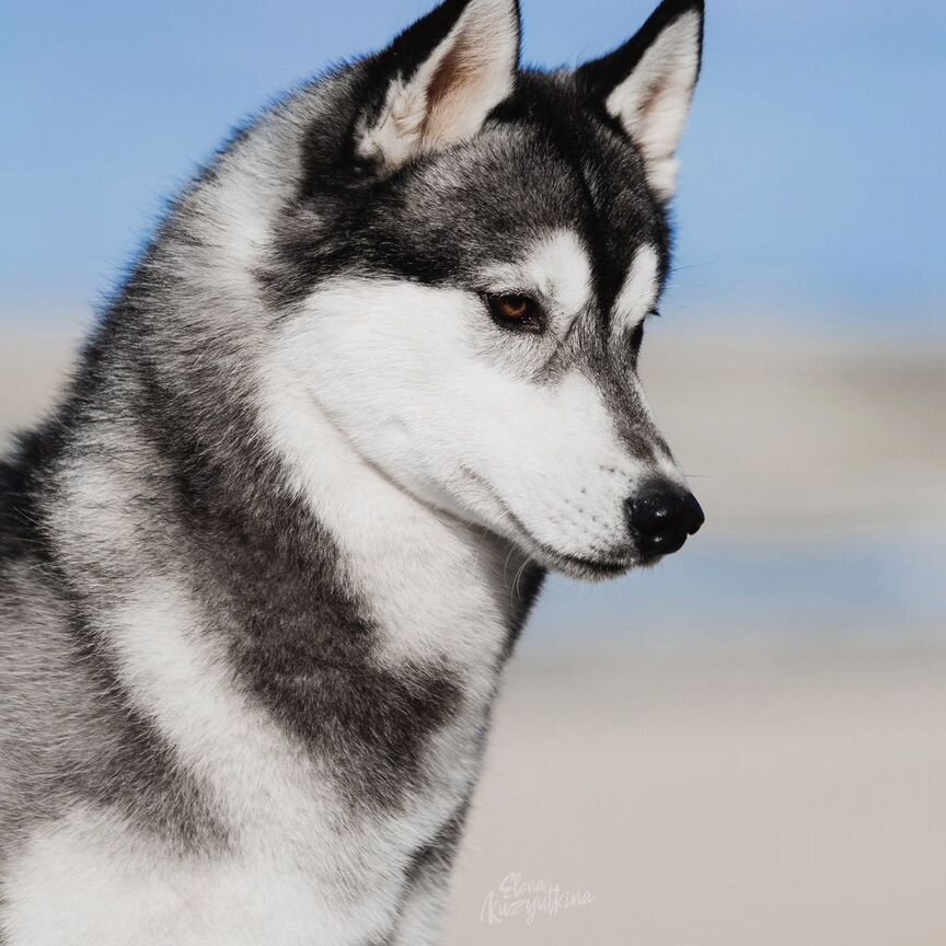 Кобель хаски