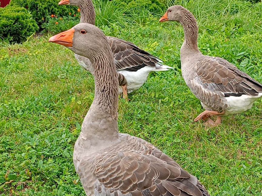 Крупные серые гуси