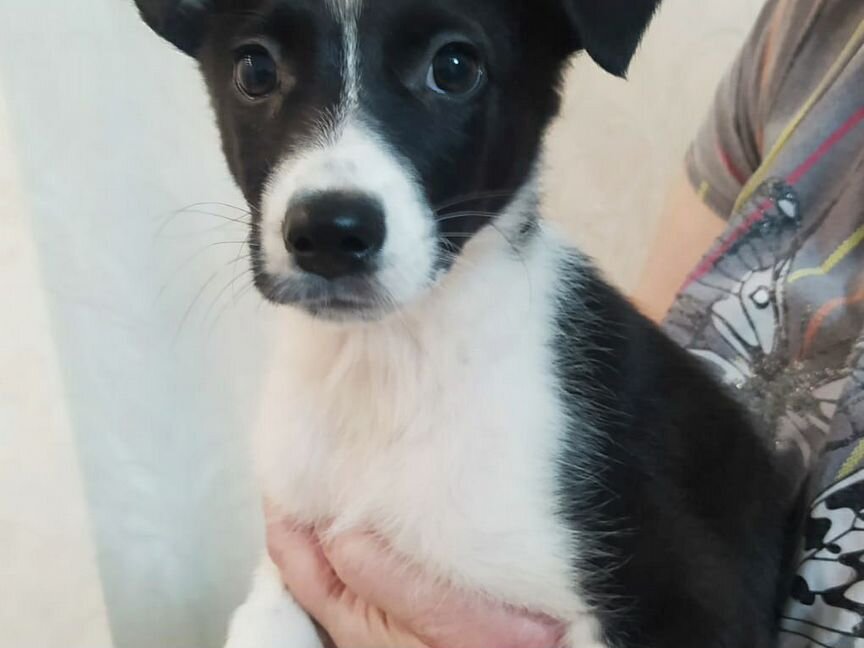 Щенок девочка 4 месяца