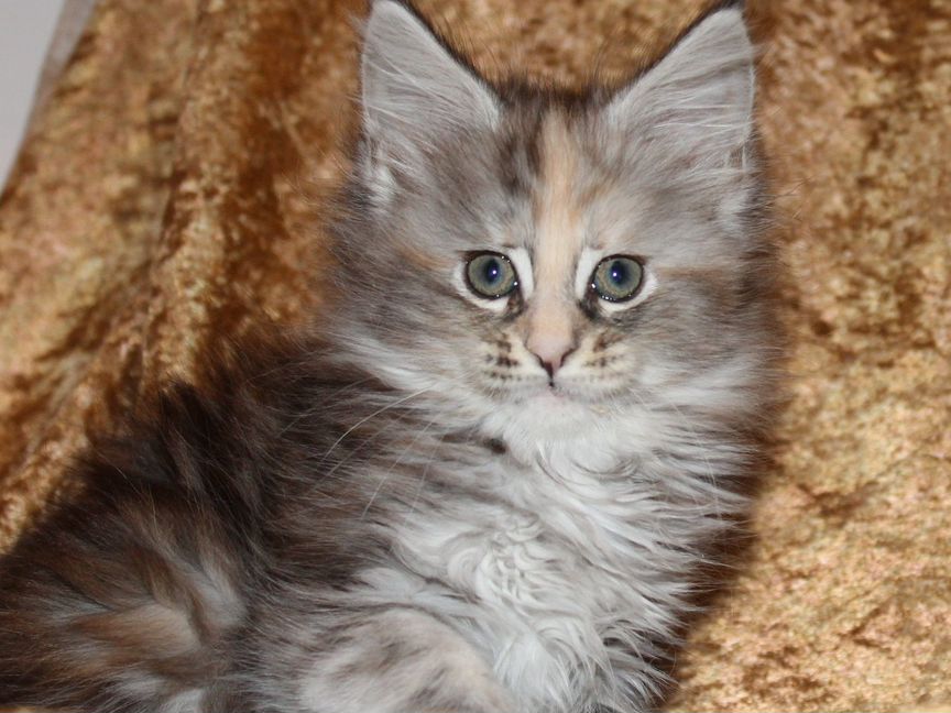 Котята породы майн кун для вас