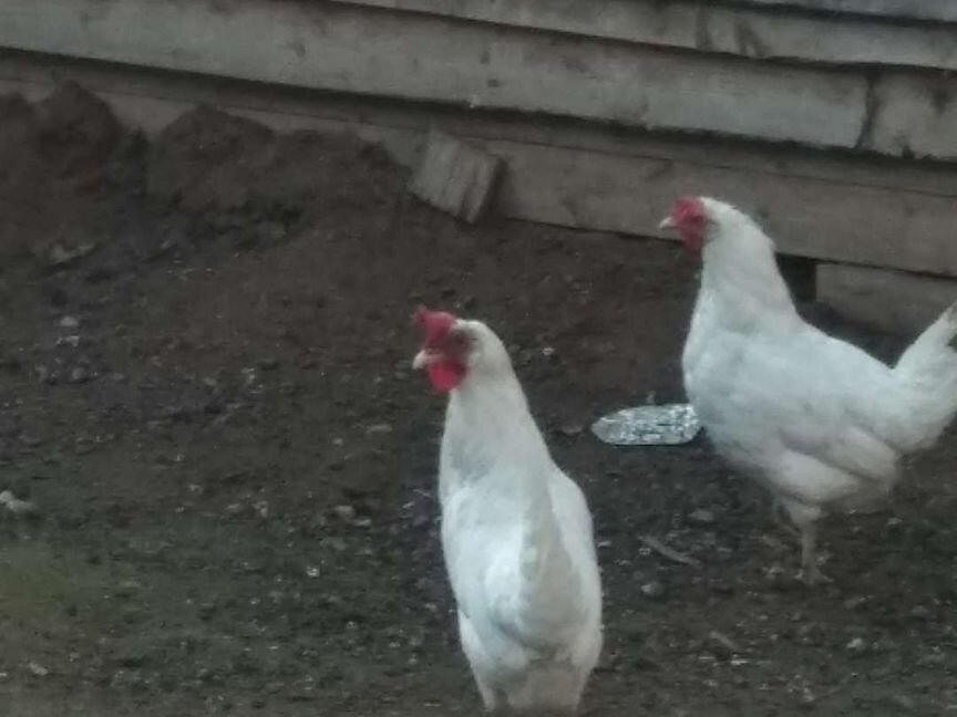 Курицы несушки молодки