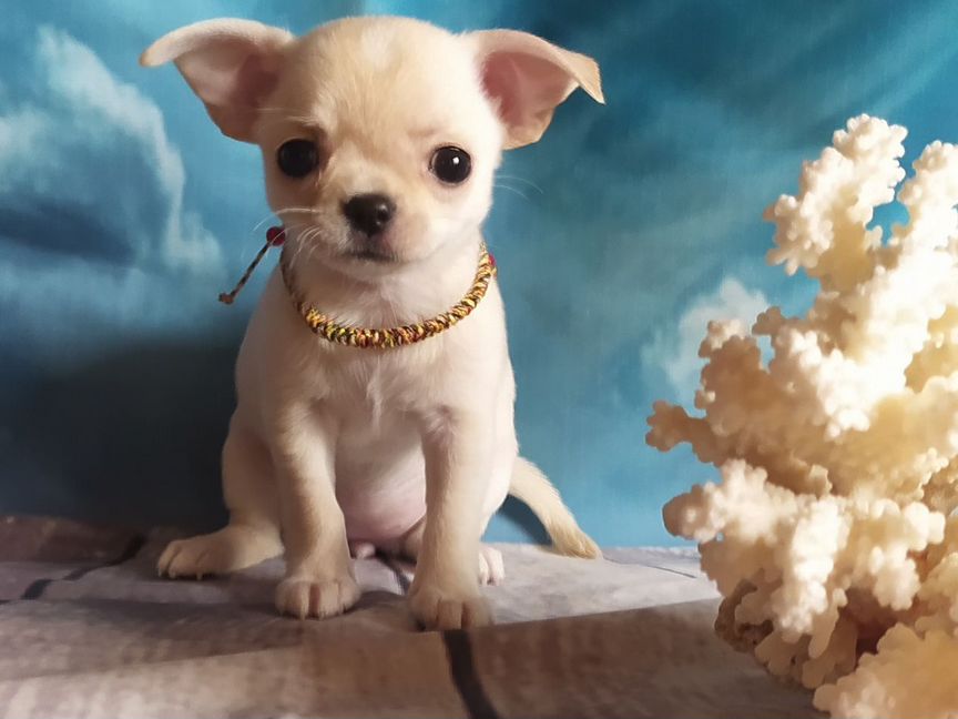 Щенки чихуахуа мини гладкошерстные