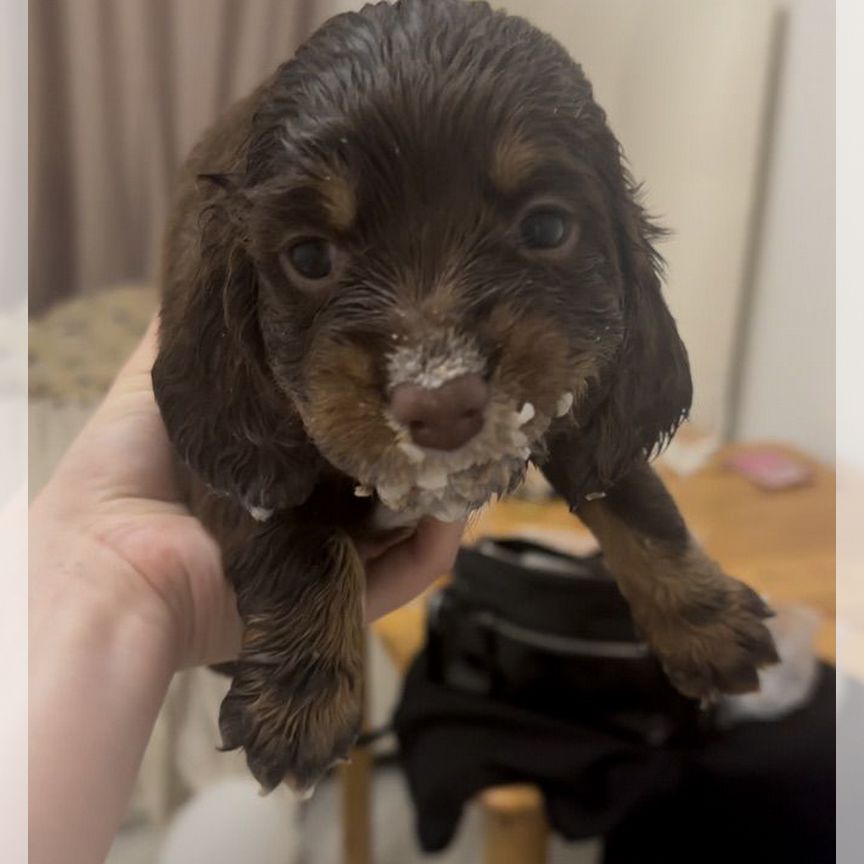 Русский охотничий спаниель, щенок