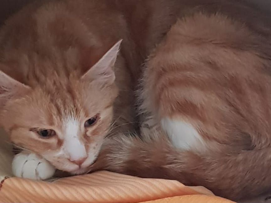 Кошка Варя в добрые руки