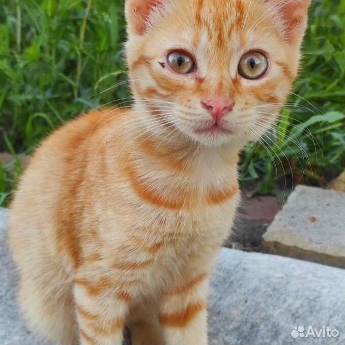 Лучик солнышка в дом