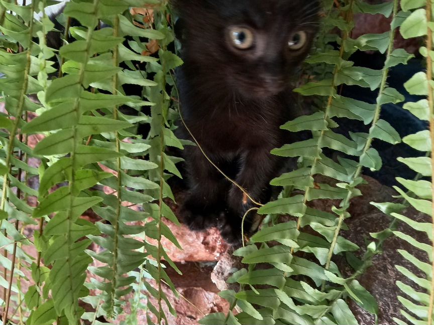 Кошки