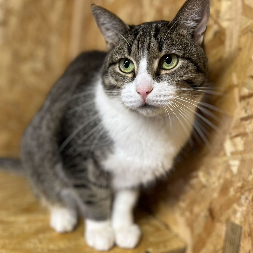 Взрослый кот в добрые руки