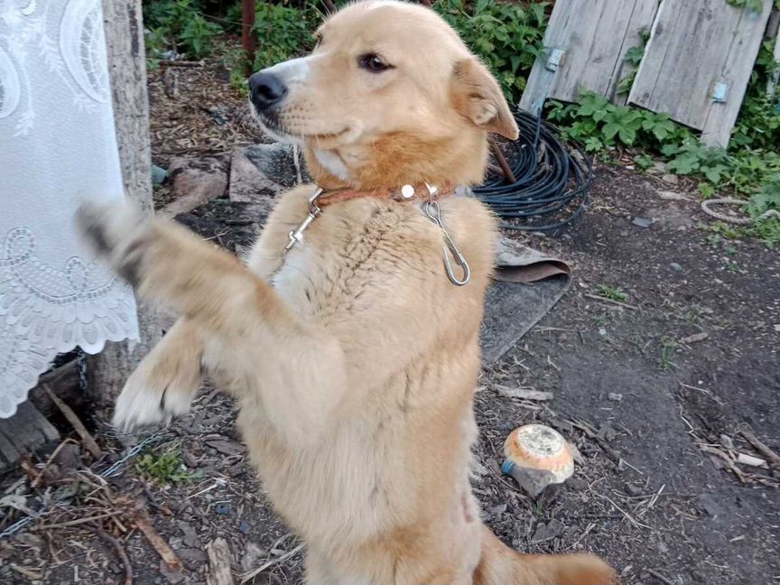 Собака ищет дом