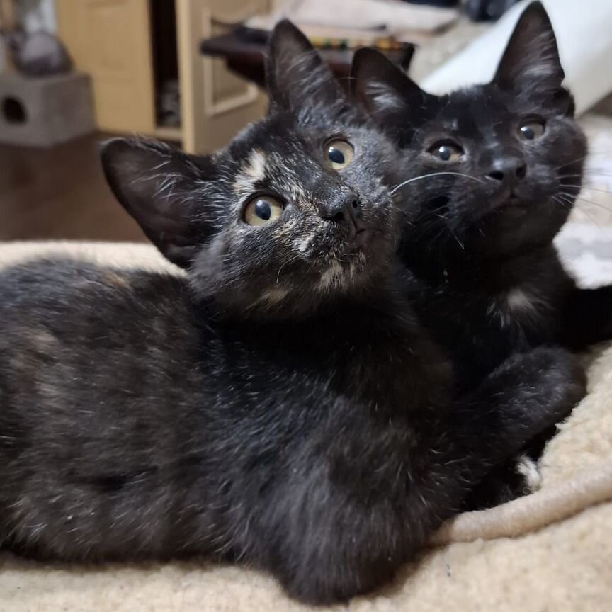 Ласковые ручные черные котята от домашней кошки