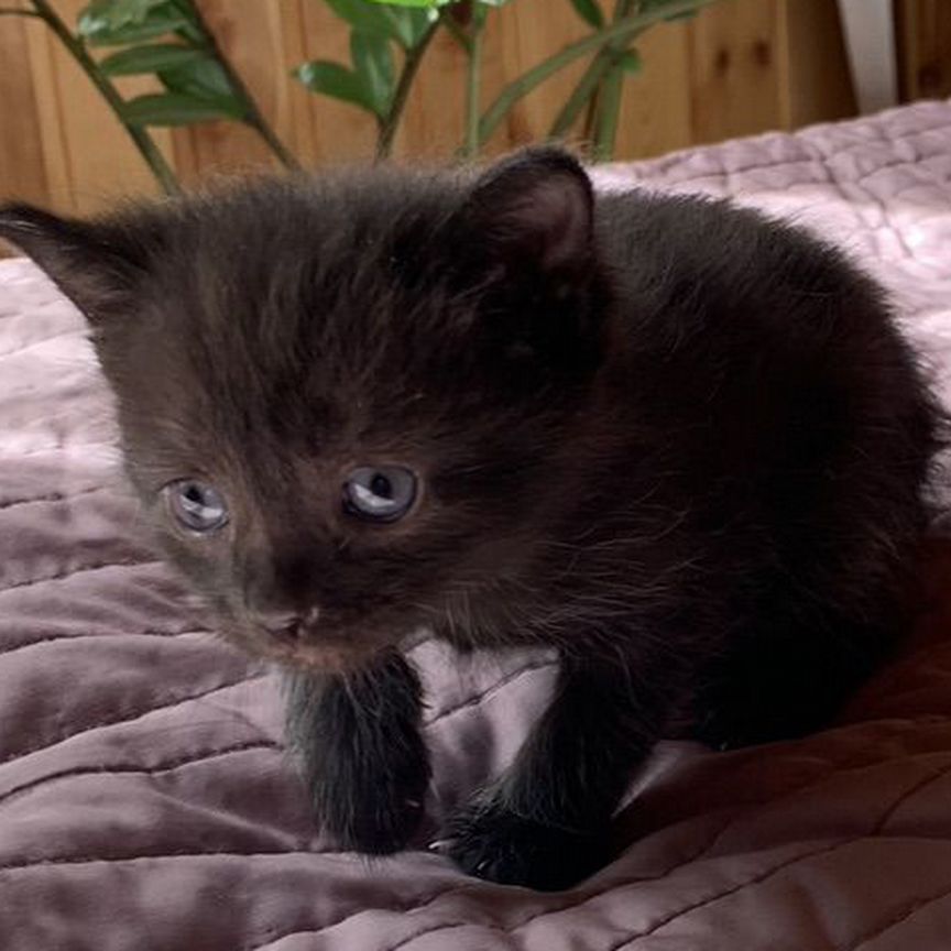 Сиамские котята