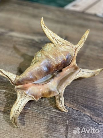 Продается большой Коралл балянус