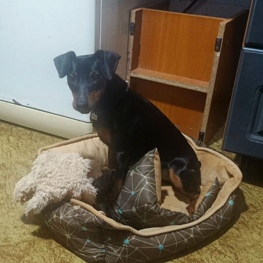 Цвергпинчер, щенок