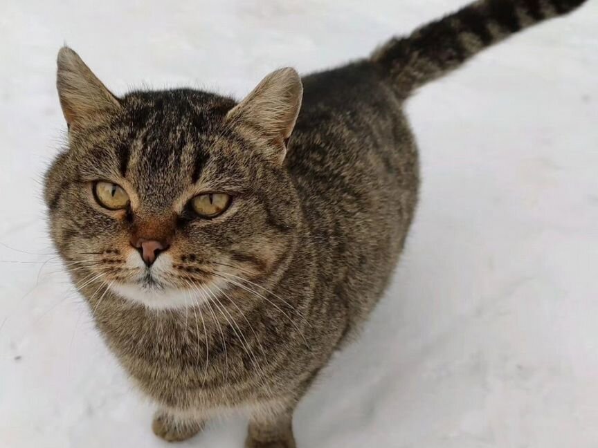 Кошку выкинули хозяева