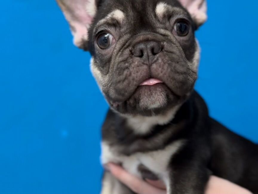 Щенок французик