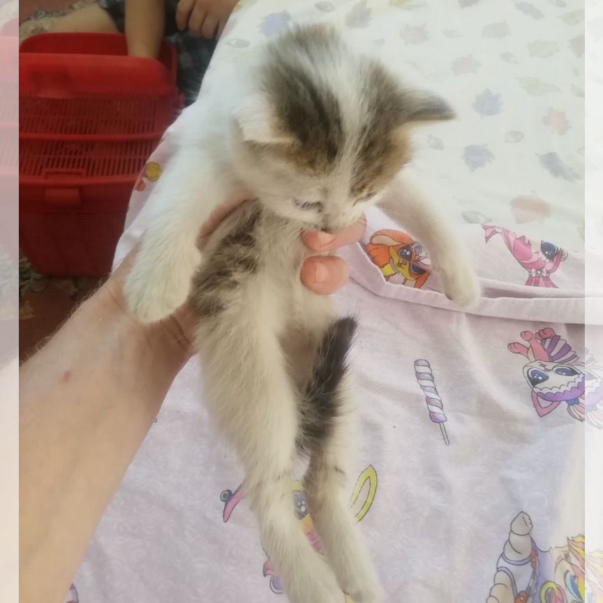 Котёнок в добрые руки