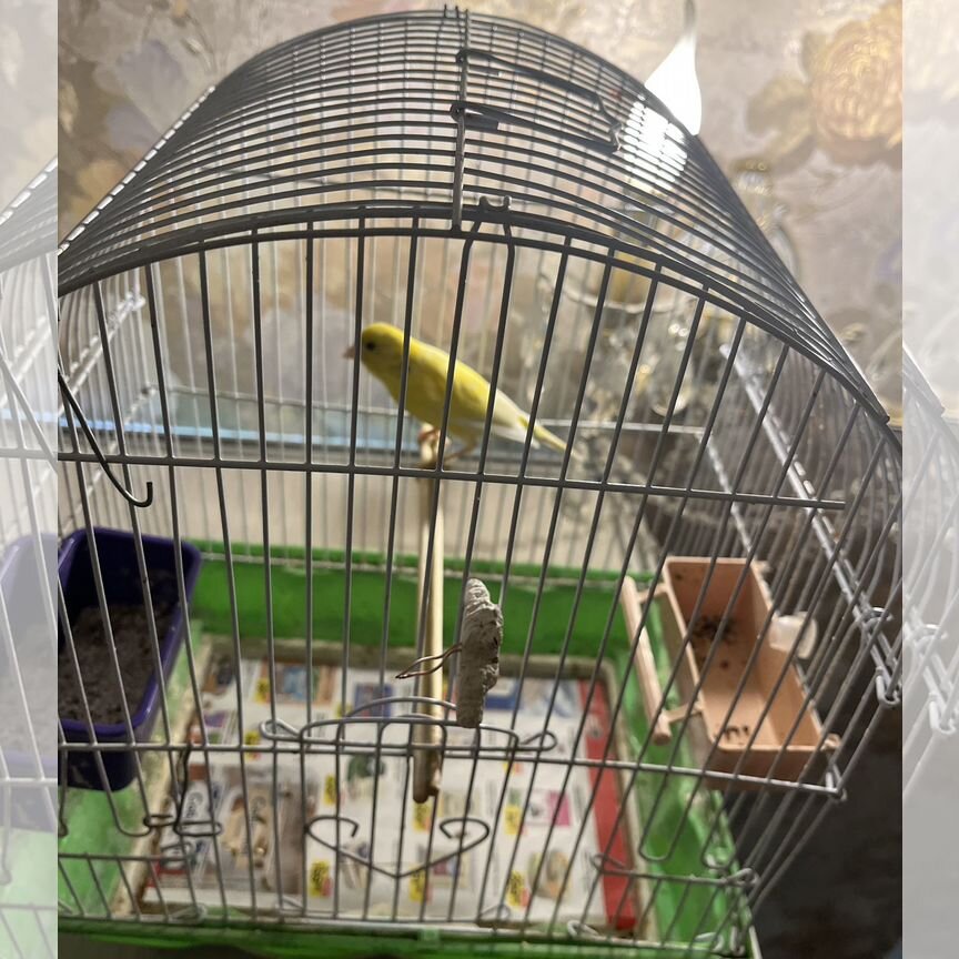 Канарейка кенар