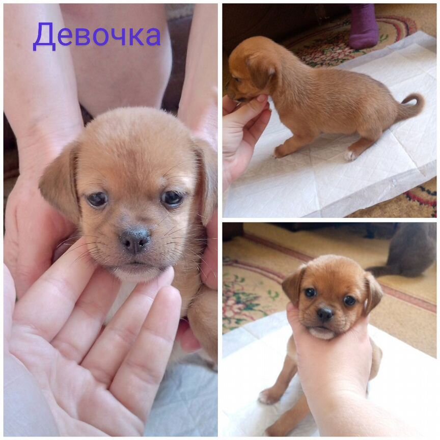 Все на брони Щенки тойтерьера