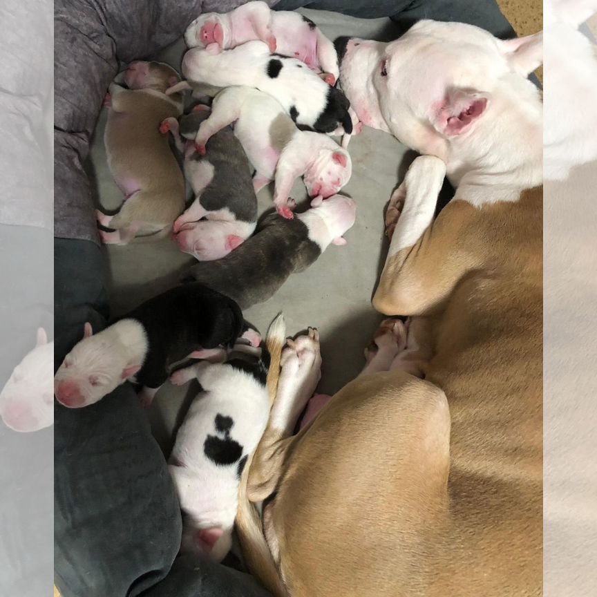 Щанки амстафа