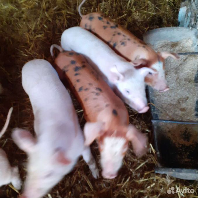 Поросенок ландрас