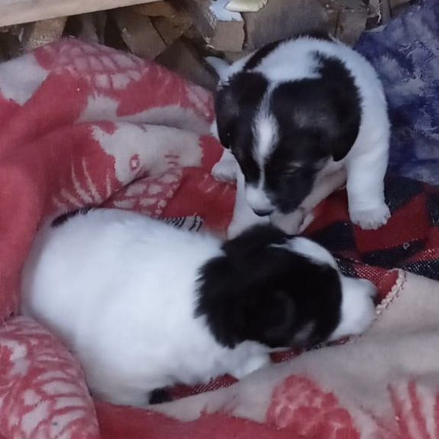 Щенки 1 месяц в добрые руки будут небольшие