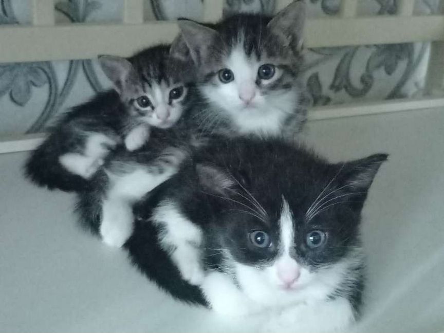 Котики-суетологи