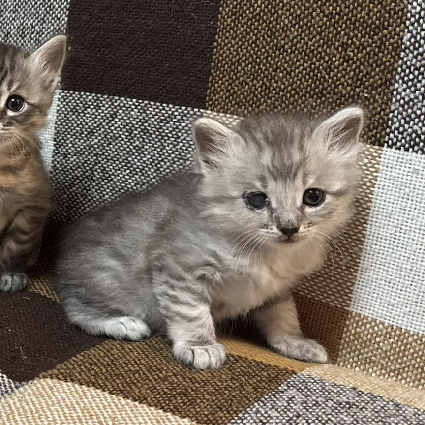 Котенок