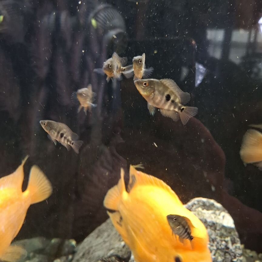 Цихлозома Лабиатум мальки