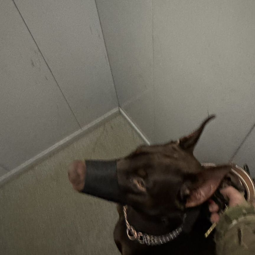 Доберман в добрые руки мальчик