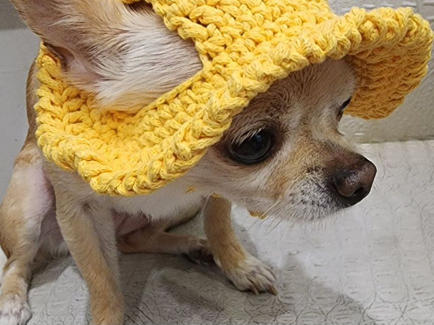 Панамка для собак/кошек