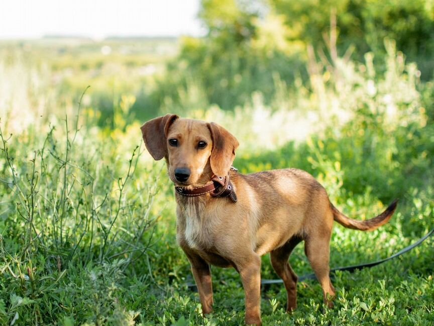 Маленькая собака из приюта бесплатно