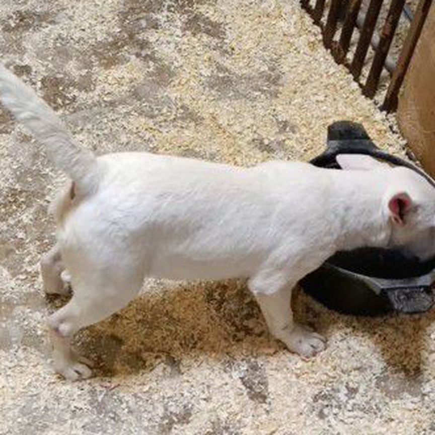 Мини-бультерьер, щенок