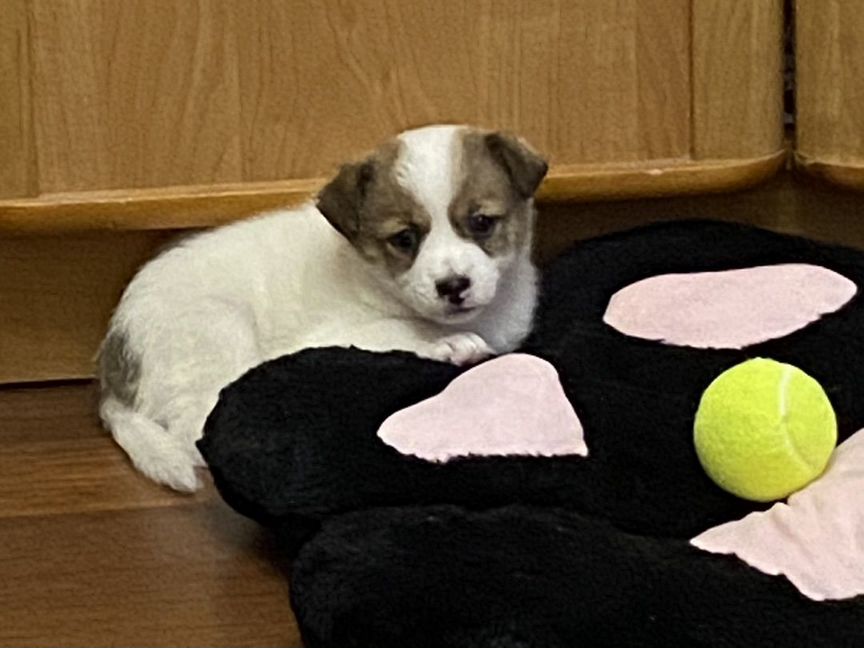 Щенок в добрые руки