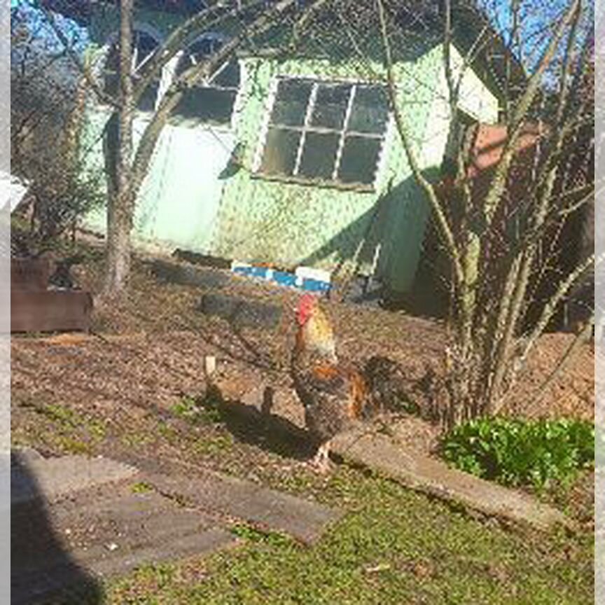 Петух и циплята