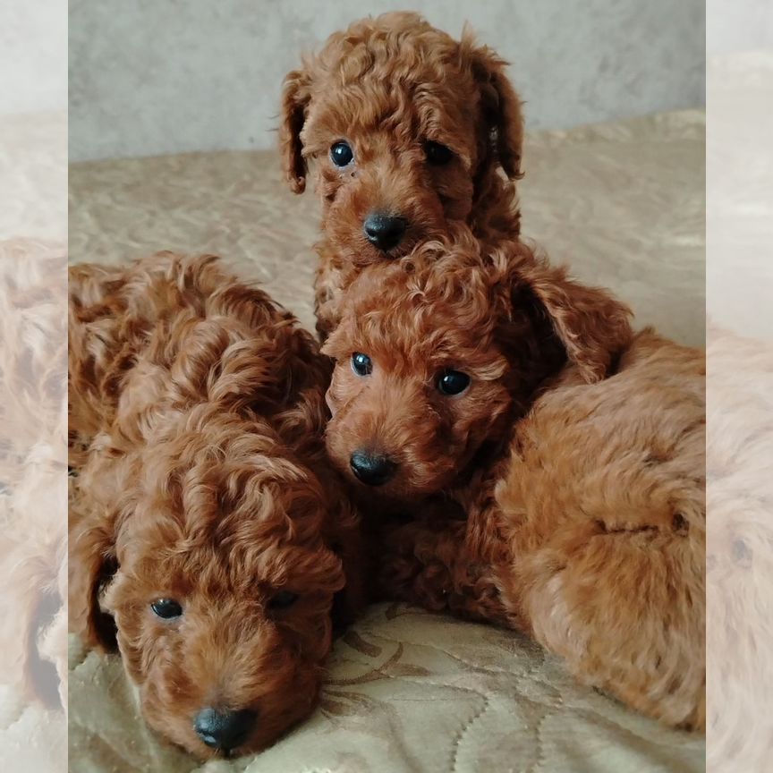 Пудель, щенок